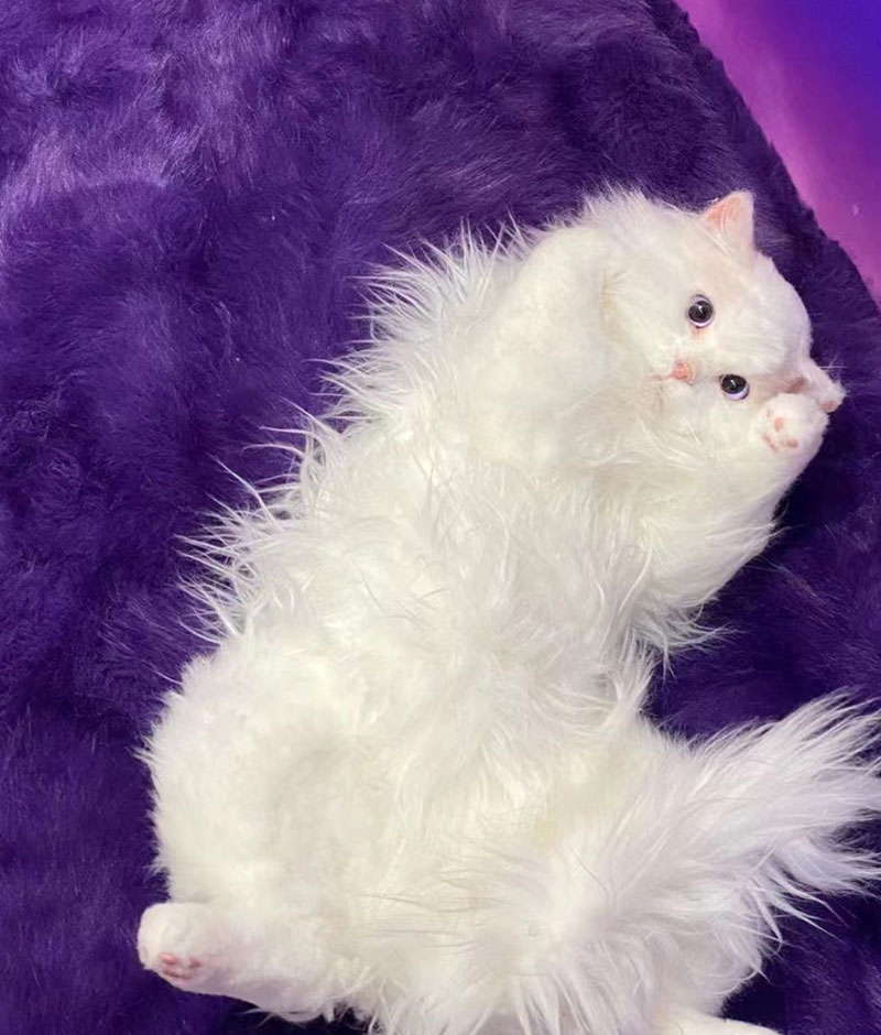 Nerdy首尔巨喵快闪店活动策划瞬间点燃你的少女心 - 会展活动策划CCASY.COM